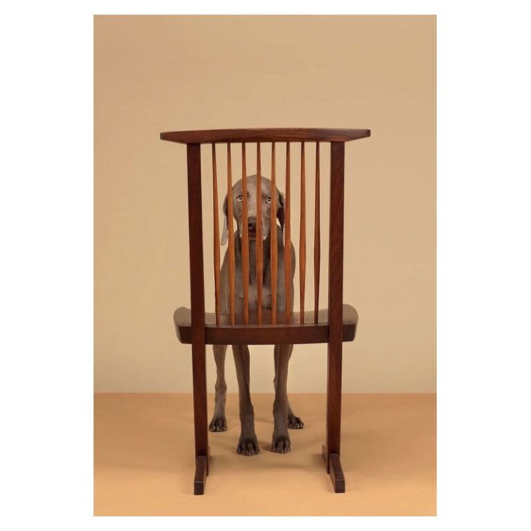 William Wegman Card Window - Make Designed Objects