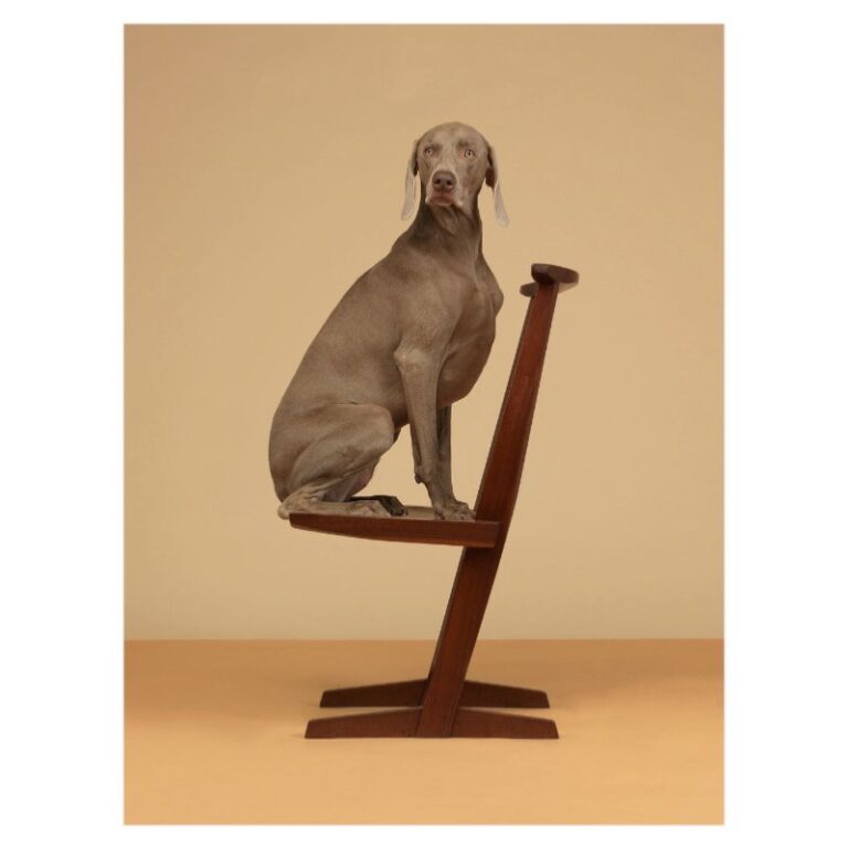 William Wegman Card Cantilever - Make Designed Objects